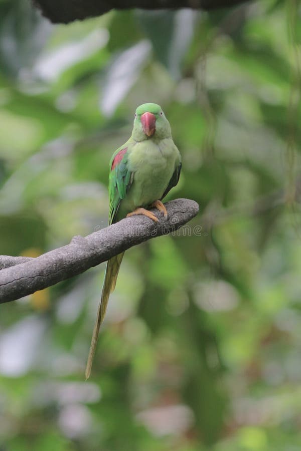 Loro Del Amazonas Que Se Sienta En Rama En El Parque Imagen de archivo ...