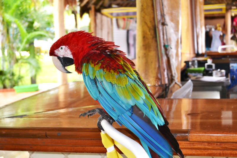 Loro Del Ara Que Parece Triste Imagen de archivo - Imagen de méxico ...