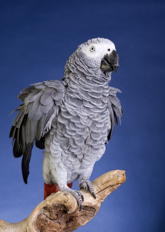 Loro del gris africano foto de archivo. Imagen de imitador - 5392218