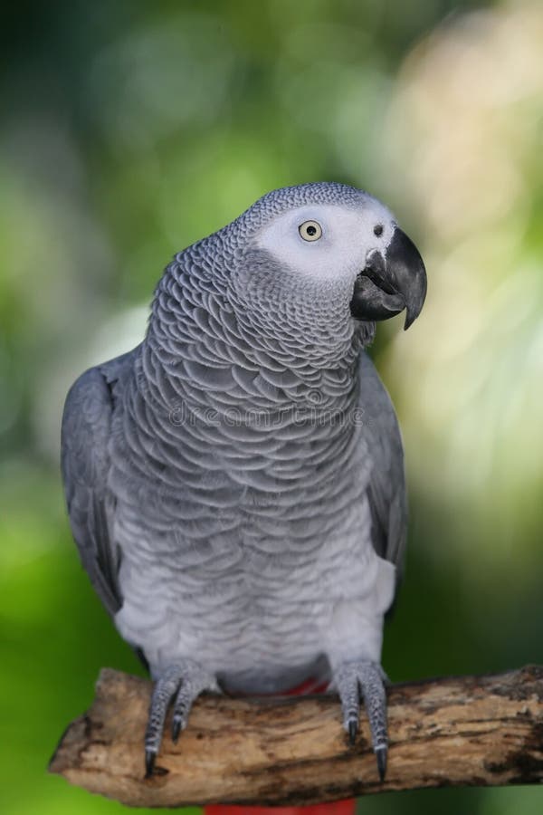 Loro gris africano foto de archivo. Imagen de fauna, loros - 6470196