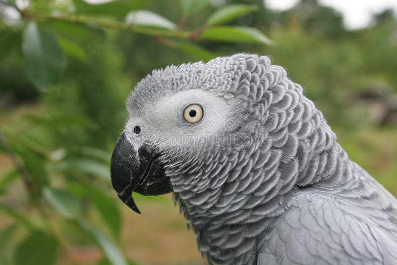 Loro gris africano imagen de archivo. Imagen de fauna - 2661341