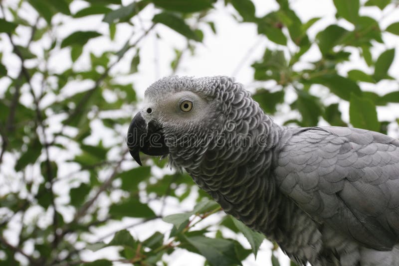 Loro gris africano imagen de archivo. Imagen de fauna - 2661341