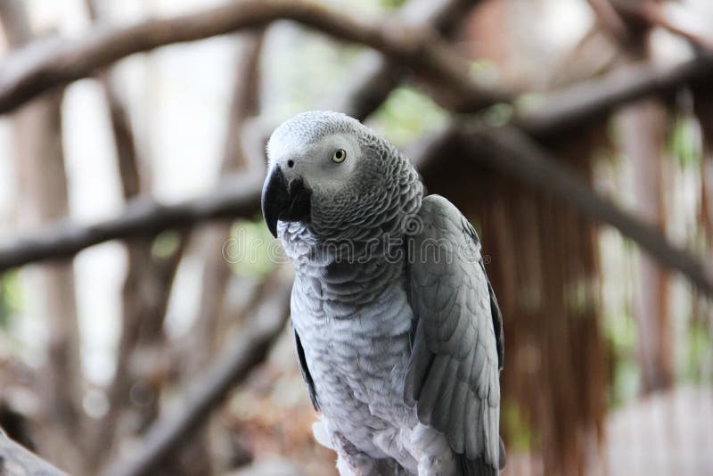 Loro africano gris imagen de archivo. Imagen de yermo - 2172613