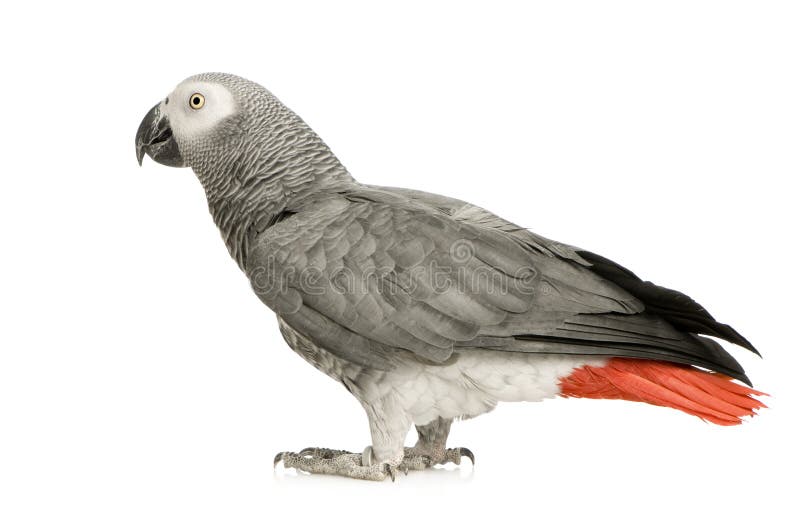 Loro Del Gris Africano - Erithacus Del Psittacus Imagen de archivo ...