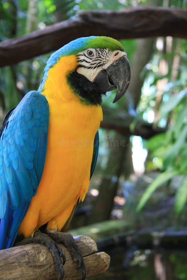 Loro del Macaw imagen de archivo. Imagen de machacar - 24094437
