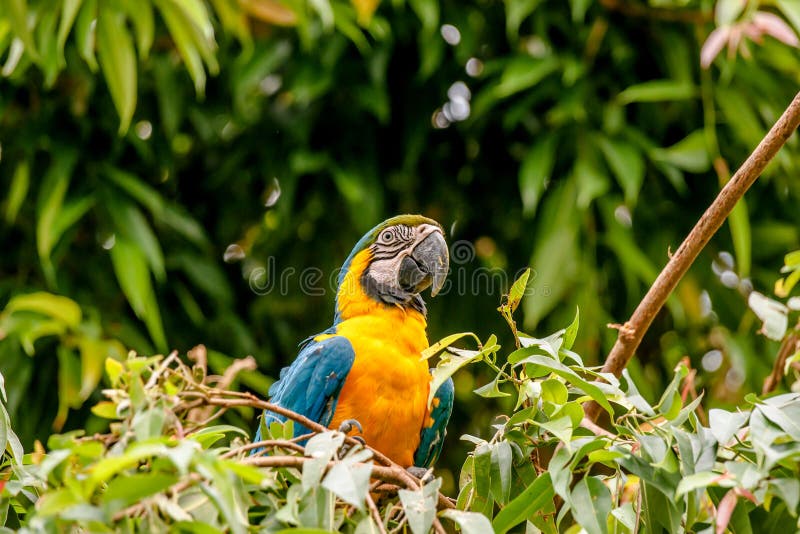 14,744 Loro En La Selva Tropical Fotos de stock - Fotos libres de ...