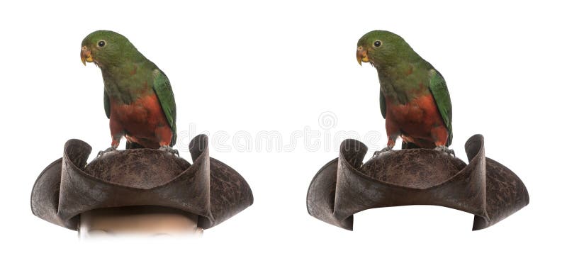Loro Del Rey Aislado En Blanco Imagen de archivo - Imagen de aislado ...