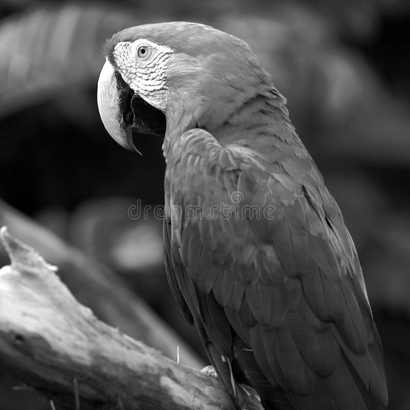 Loro En Blanco Y Negro Imagen. Imagen: 949993