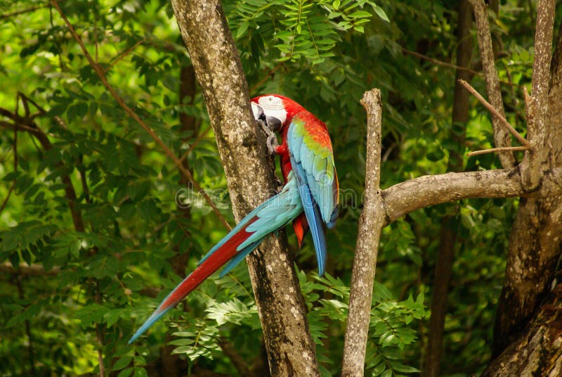 Loro En El Parque, Isla De Mucura, Colombia Imagen de archivo - Imagen ...