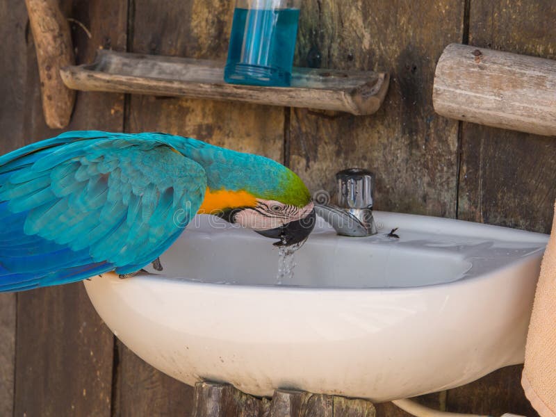 Loro en la selva foto de archivo. Imagen de facial, bello - 85631068