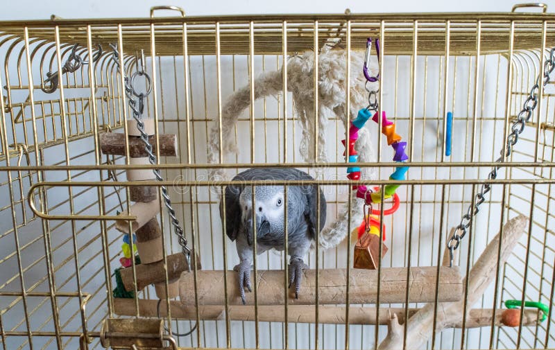 Loro en una jaula foto de archivo. Imagen de animal - 223015550
