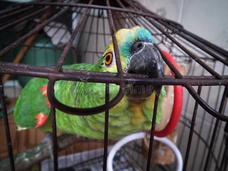 Loro enjaulado imagen de archivo. Imagen de macaw, salvaje - 94084189