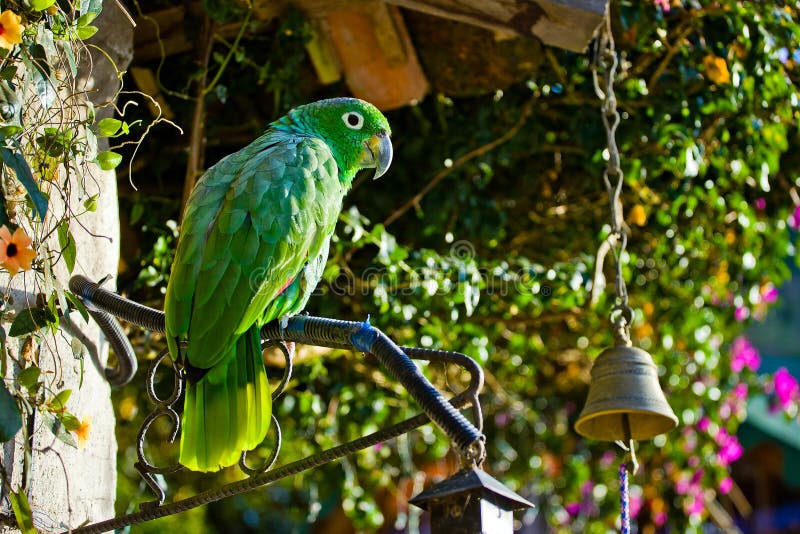 Loro verde imagen de archivo. Imagen de plumas, pájaro - 23675697