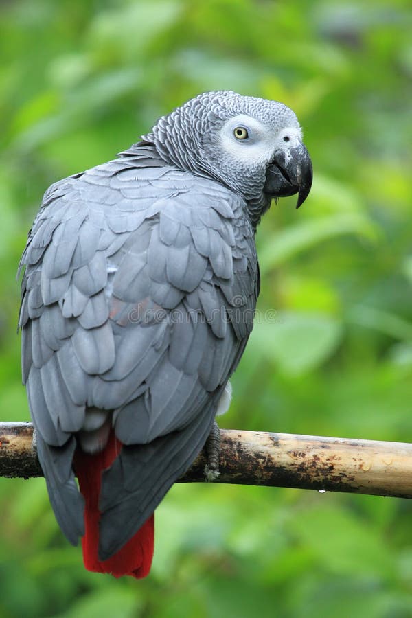 Loro gris foto de archivo. Imagen de animal, cubo, sentada - 31335096