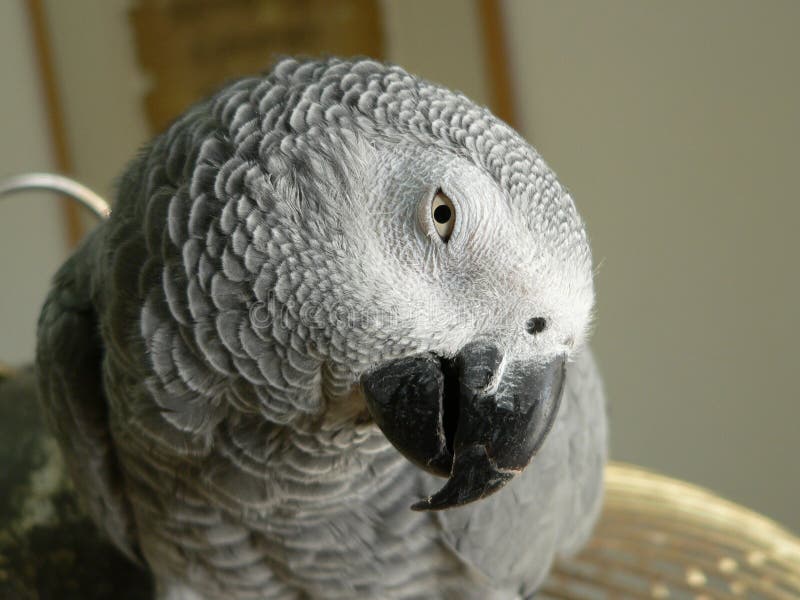 Loro Gris De Zhako (erithacus Del Psittacus) Foto de archivo - Imagen ...