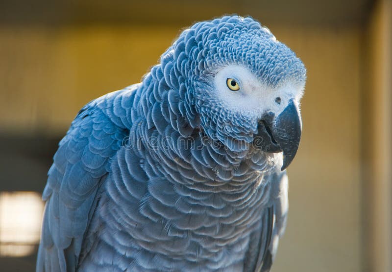 Loro Gris De Zhako (erithacus Del Psittacus) Foto de archivo - Imagen ...