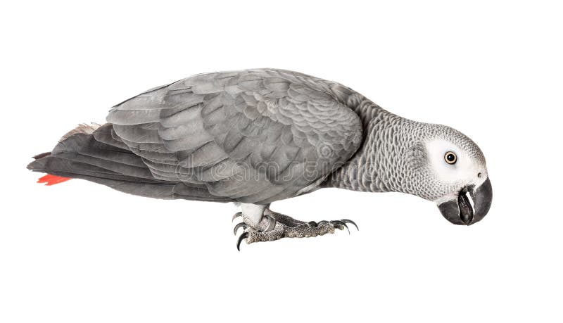 Loro Gris Jaco En Un Fondo Blanco Imagen de archivo - Imagen de hablar ...