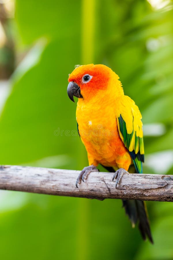 Conure Hermoso Del Sol Del Loro Foto de archivo - Imagen de loro ...