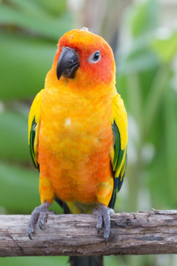 Loro Hermoso, Conure Del Sol Foto de archivo - Imagen de fauna, rojo ...