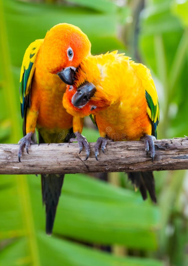 Loro Hermoso, Conure Del Sol Foto de archivo - Imagen de fauna, rojo ...