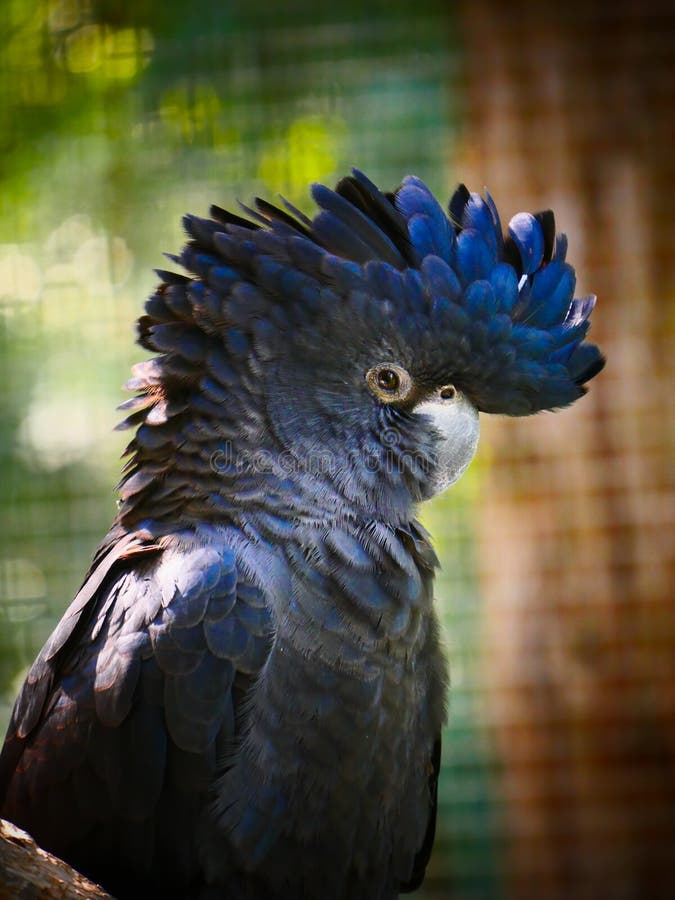 Loro negro foto de archivo. Imagen de mascota, brillante - 54936048