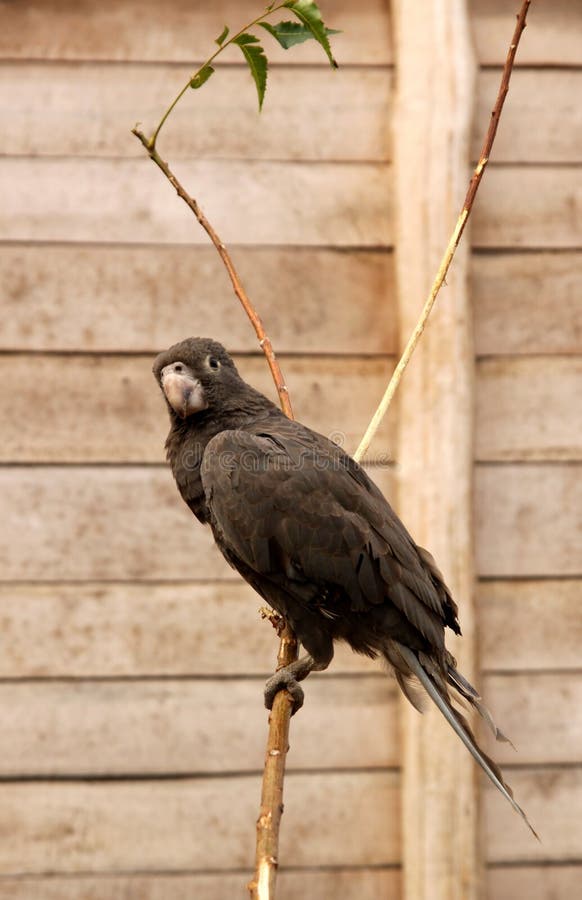 Loro negro foto de archivo. Imagen de endangered, naturalizado - 23601894