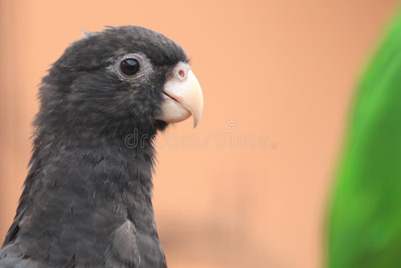 Loro negro foto de archivo. Imagen de plumaje, travieso - 3738290