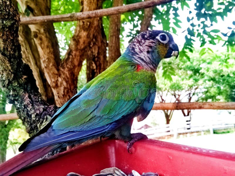 Loro negro foto de archivo. Imagen de salvaje, pájaro - 3738290