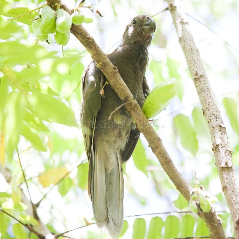 Loro negro raro, endémico imagen de archivo. Imagen de plumas - 39503105