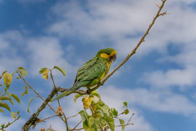 Yellow Eared Parrot Stock Photos - Free & Royalty-Free Stock Photos ...