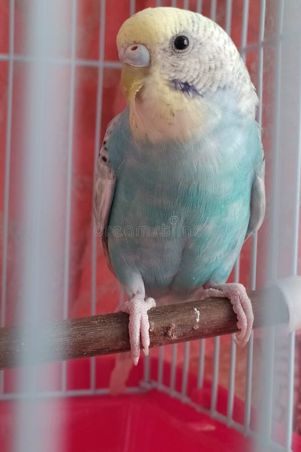 Loro polly imagen de archivo. Imagen de polaco, fauna - 241015477