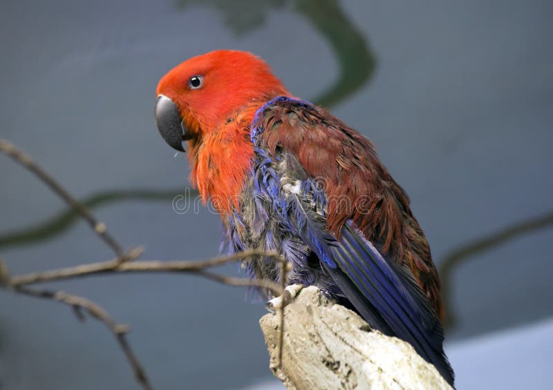 Loro real foto de archivo. Imagen de doblado, enganchado - 81149254