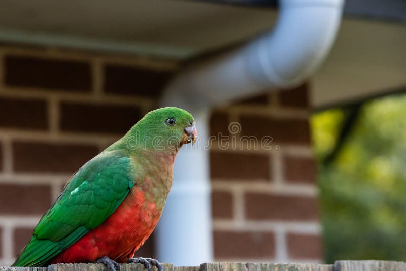 Loro real juvenil foto de archivo. Imagen de belleza - 190307336