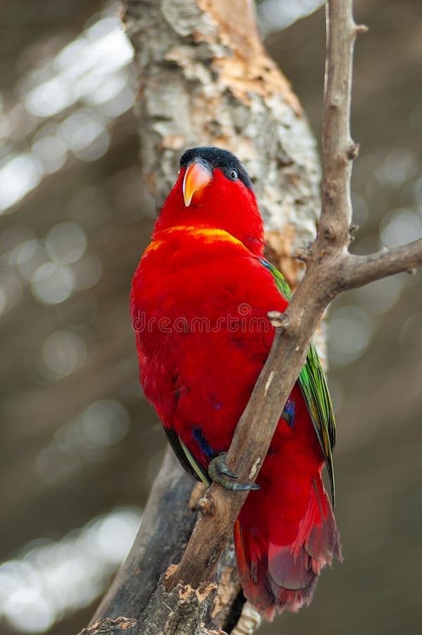 Loro Rojo Negro Vistoso Perico Stock Photo - Image of birds, beak ...