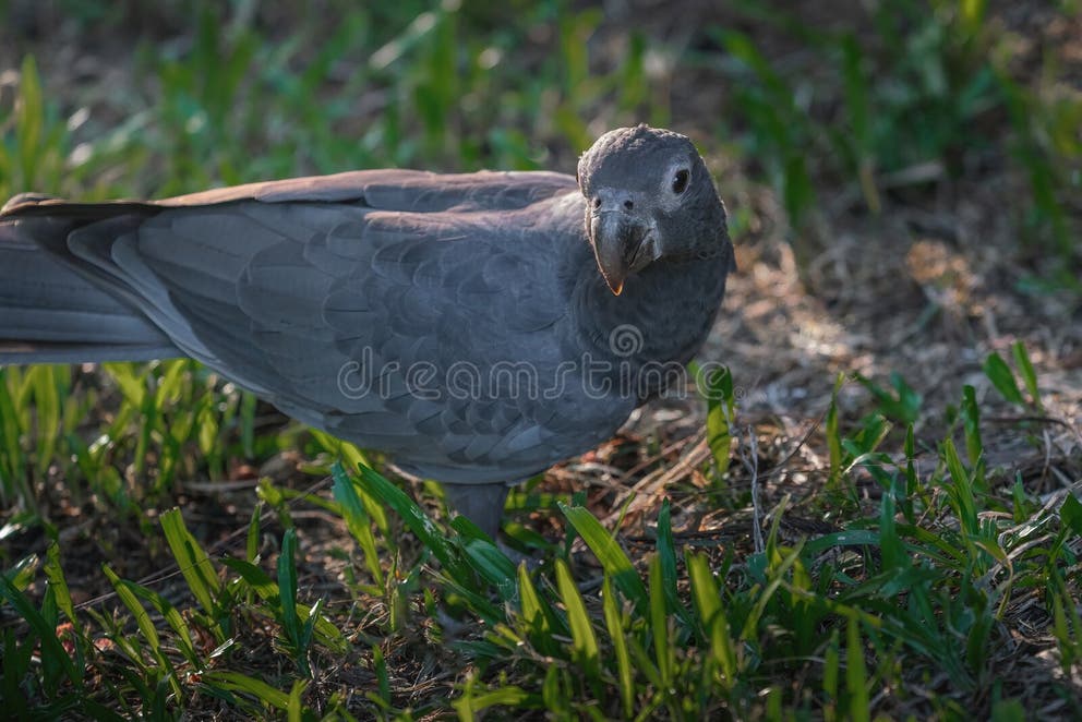 Loro vasa mayor imagen de archivo. Imagen de mascota - 299643885