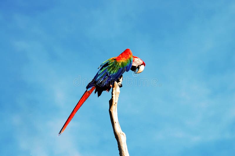 Loro - Venezuela foto de archivo. Imagen de salvaje, tropical - 38496962