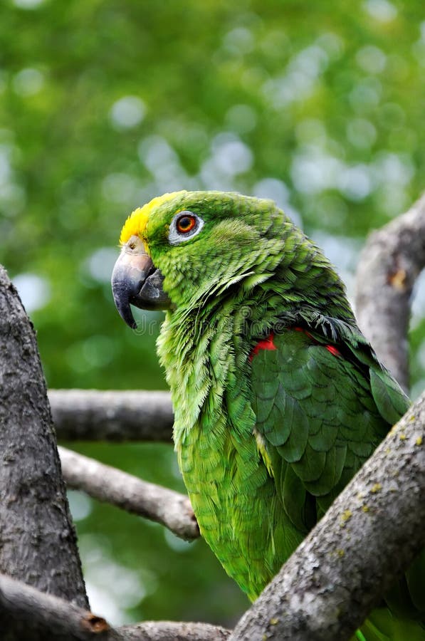 Loro verde foto de archivo. Imagen de pluma, color, tropical - 14485388