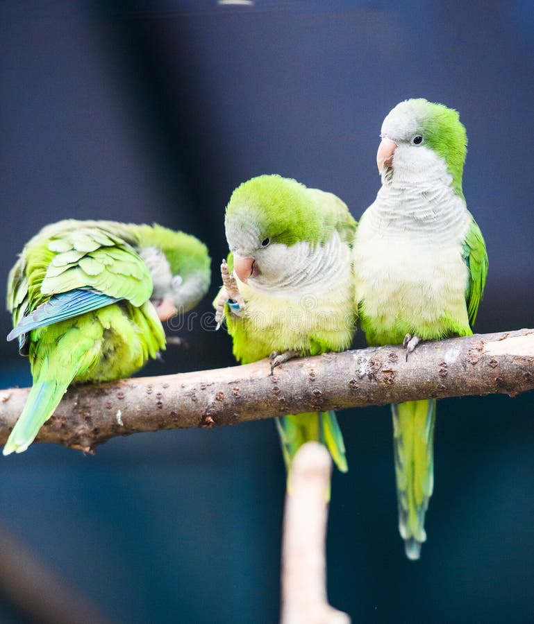 Loro verde foto de archivo. Imagen de cubo, pluma, bosque - 156020456