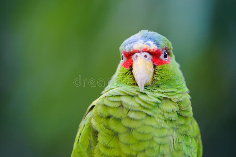 Dos Loros Verdes De Conure De La Mejilla De La Turquesa Imagen de ...
