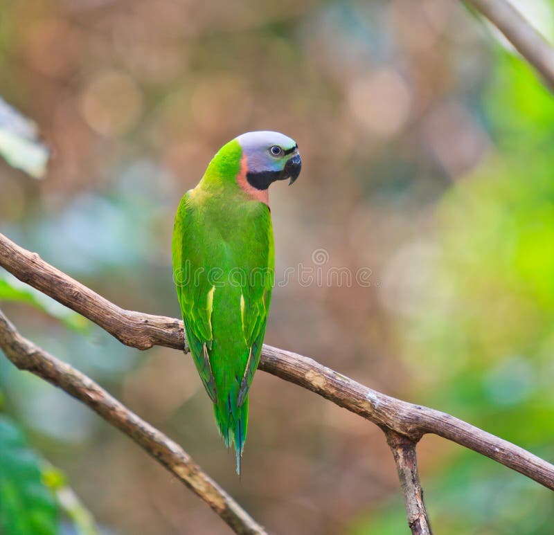 Loro verde imagen de archivo. Imagen de aislado, lindo - 34729403
