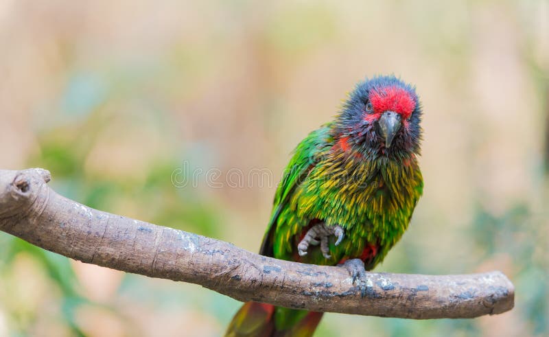 Loro verde imagen de archivo. Imagen de color, fauna - 36459777