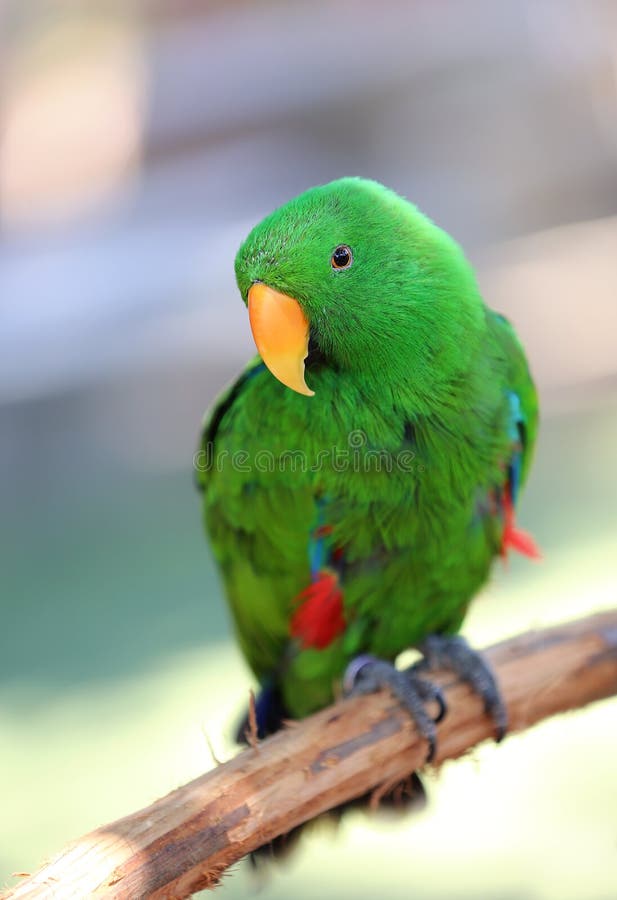 Loro verde foto de archivo. Imagen de leal, travieso - 44132240
