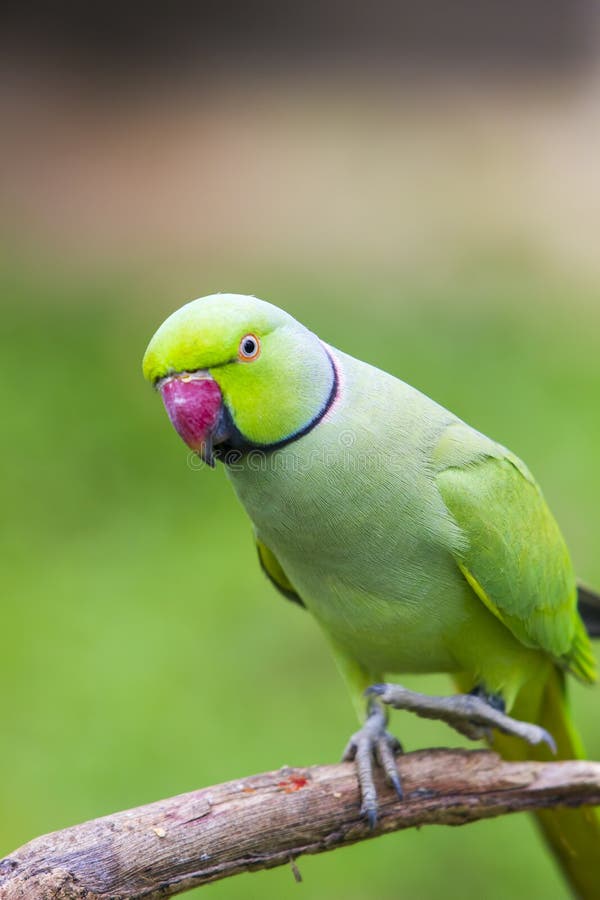 Pájaro verde del loro foto de archivo. Imagen de animal - 31215138