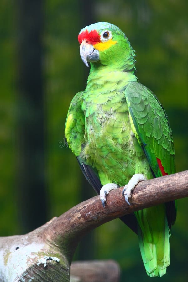 Loro verde foto de archivo. Imagen de deslumbrar, cante - 15941830