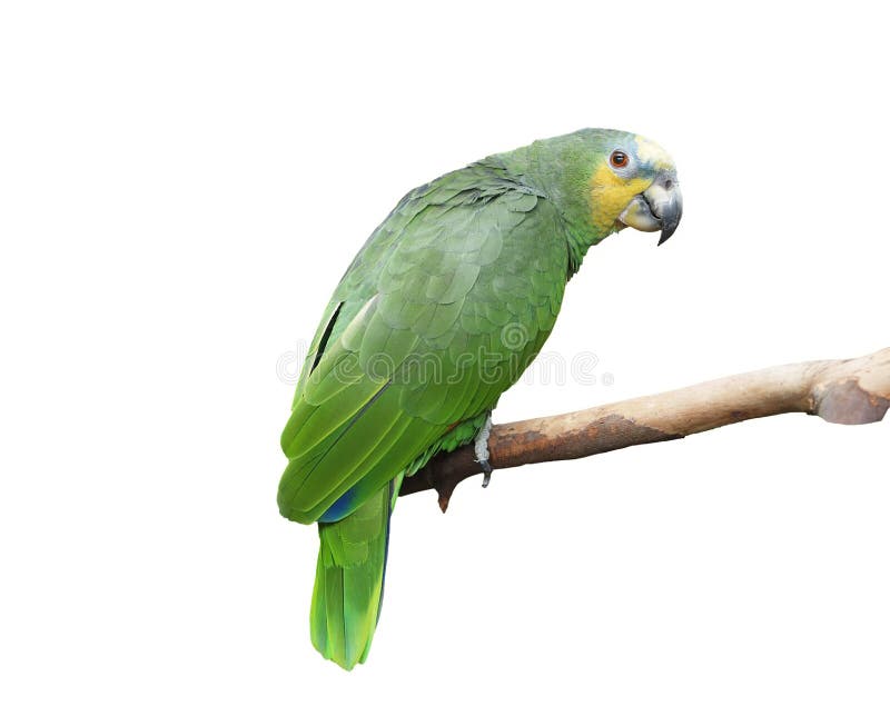 Loro verde, aislado foto de archivo. Imagen de tropics - 17173460
