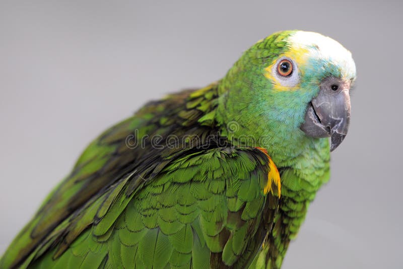 Loro Verde Bajo Puesta Del Sol Foto de archivo - Imagen de bali, parque ...