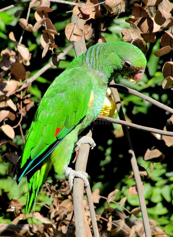 Loro verde claro foto de archivo. Imagen de vida, vivo - 25953716