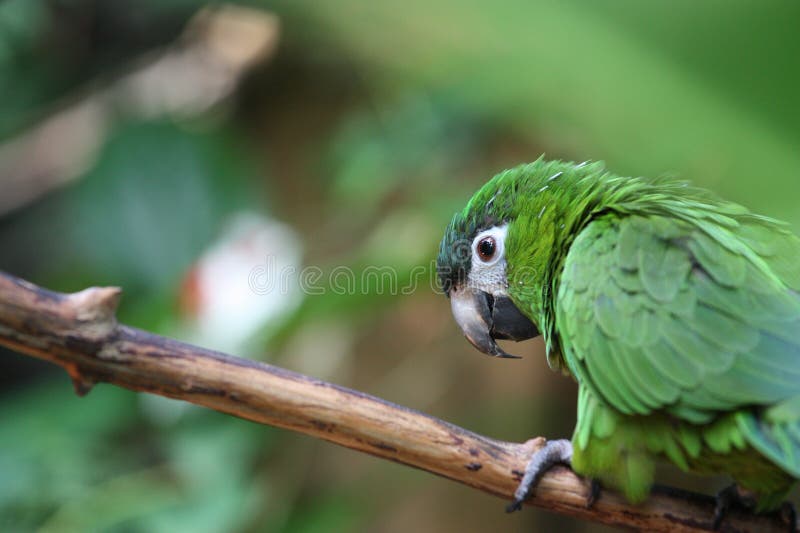 Loro verde del Brasil imagen de archivo. Imagen de bosque - 14535495