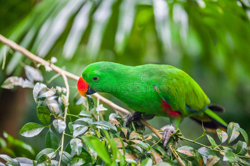 Loro Verde Del Eclectus Que Se Sienta En Rama Imagen de archivo ...