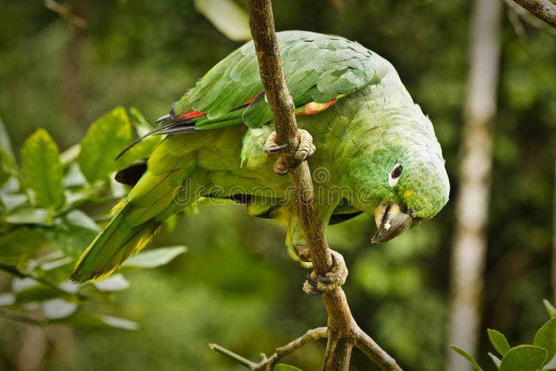 Loro Verde Hermoso En La Selva Tropical, Yasuni Foto de archivo ...